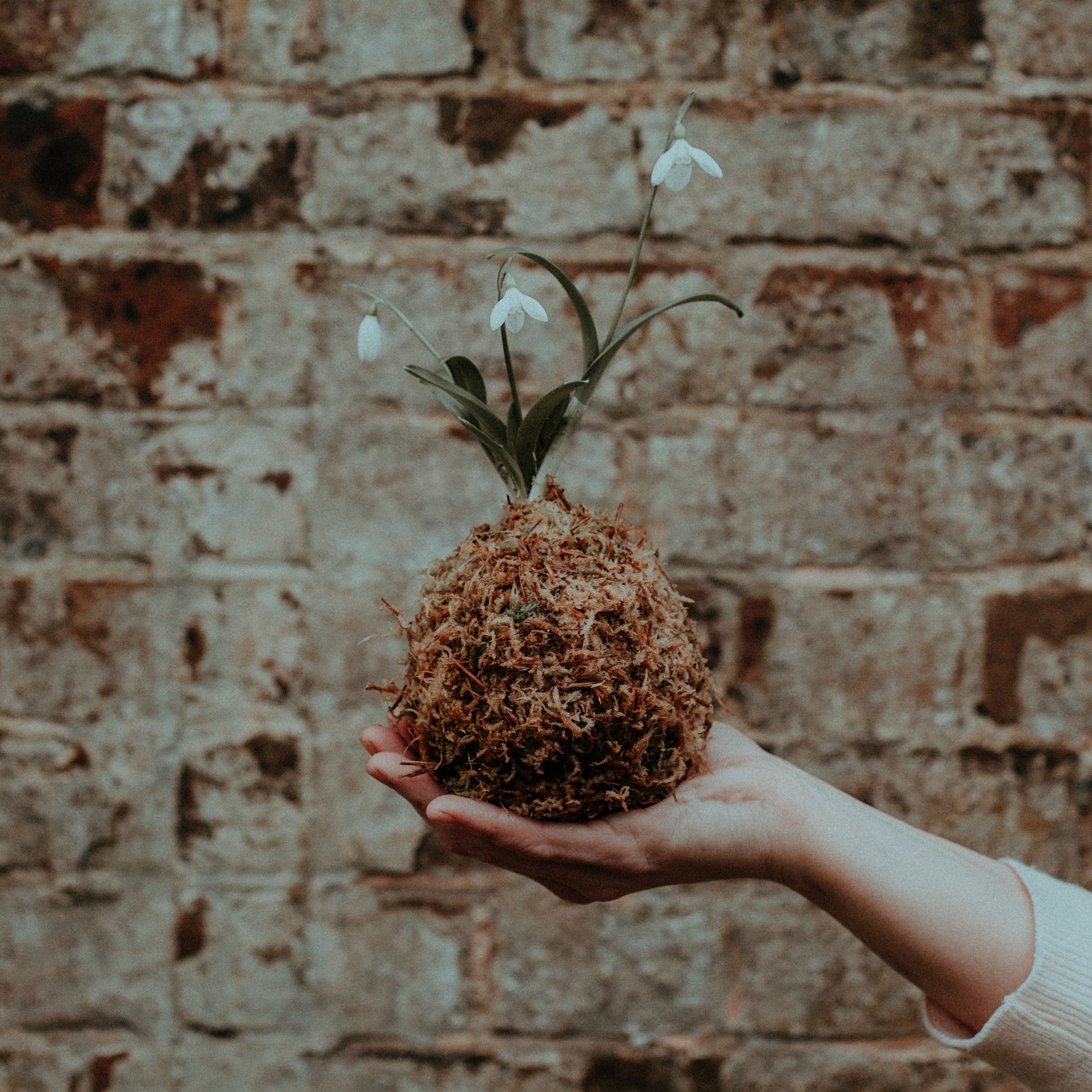 SPRING COLLECTION – Rose & Flair Lifestyle